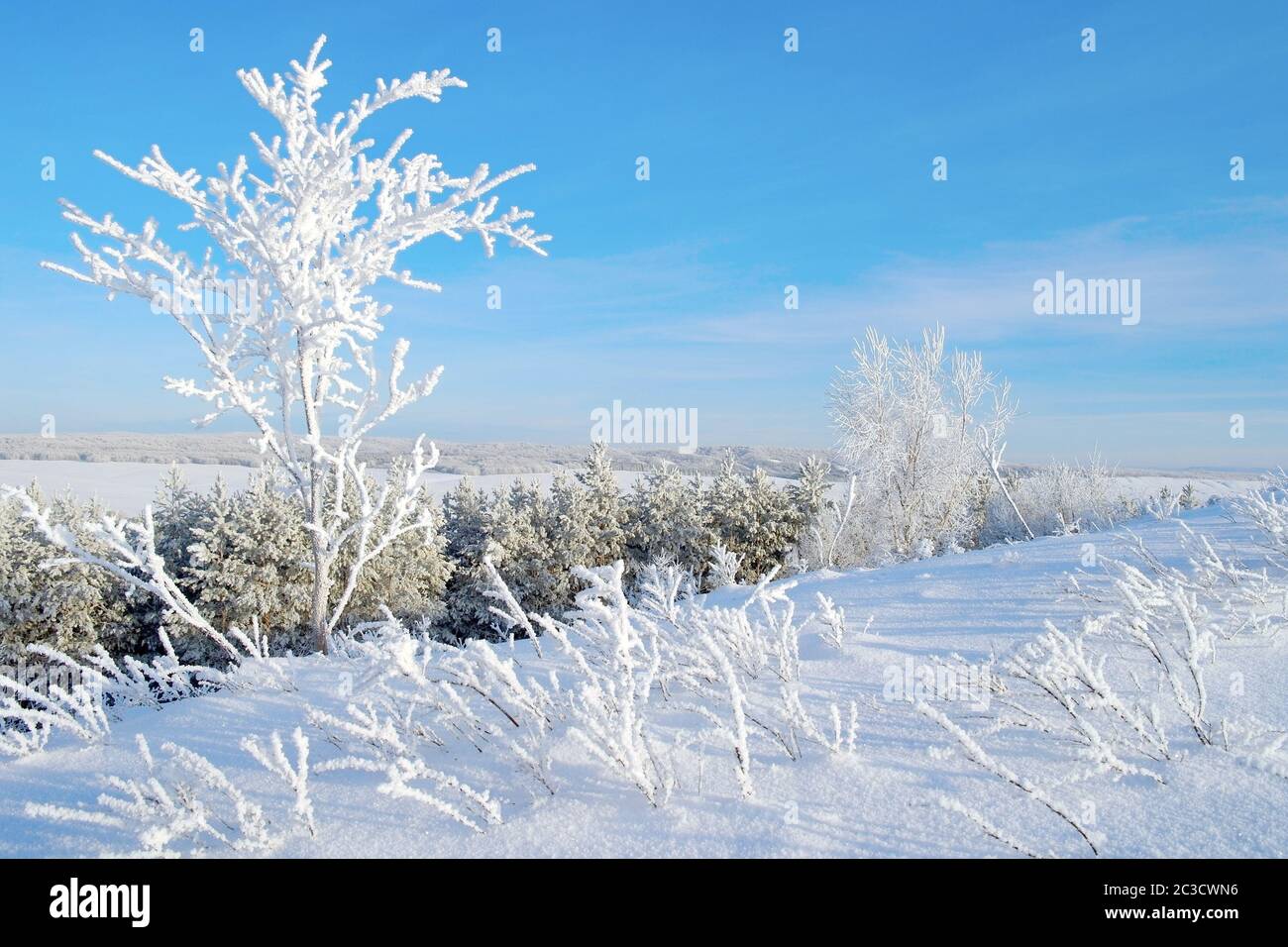 Winter landscape with trees hoarfrost covered Stock Photo - Alamy