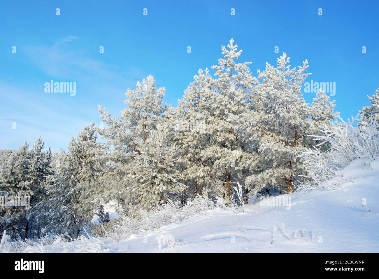 Pines snow covered on the hill Stock Photo - Alamy