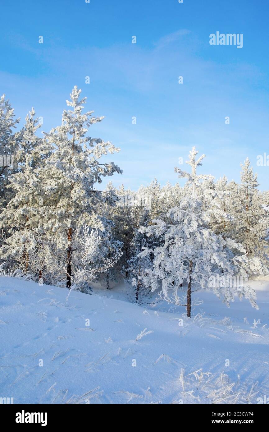 Pines snow hi-res stock photography and images - Alamy