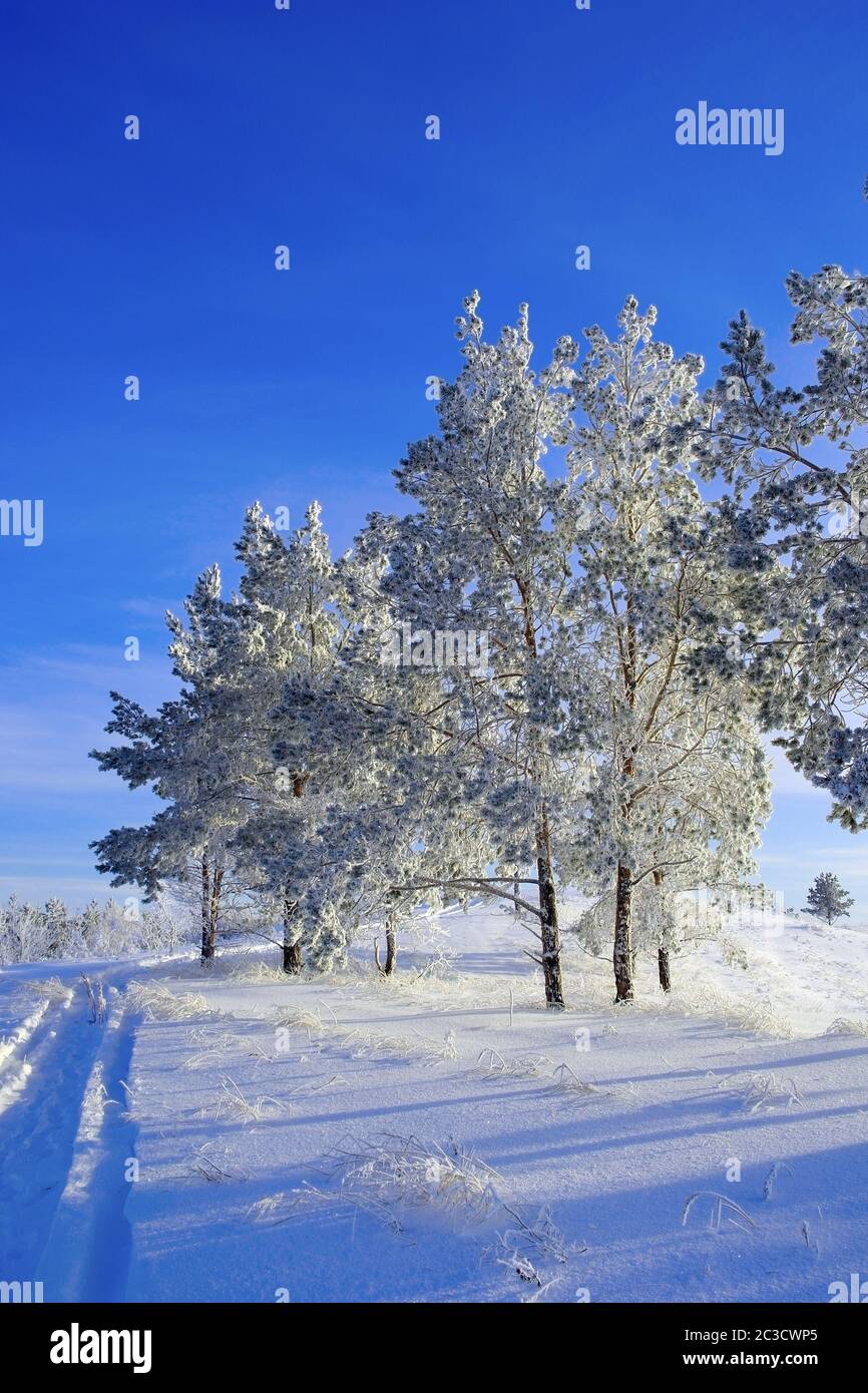 Evening winter landscape with pines Stock Photo - Alamy