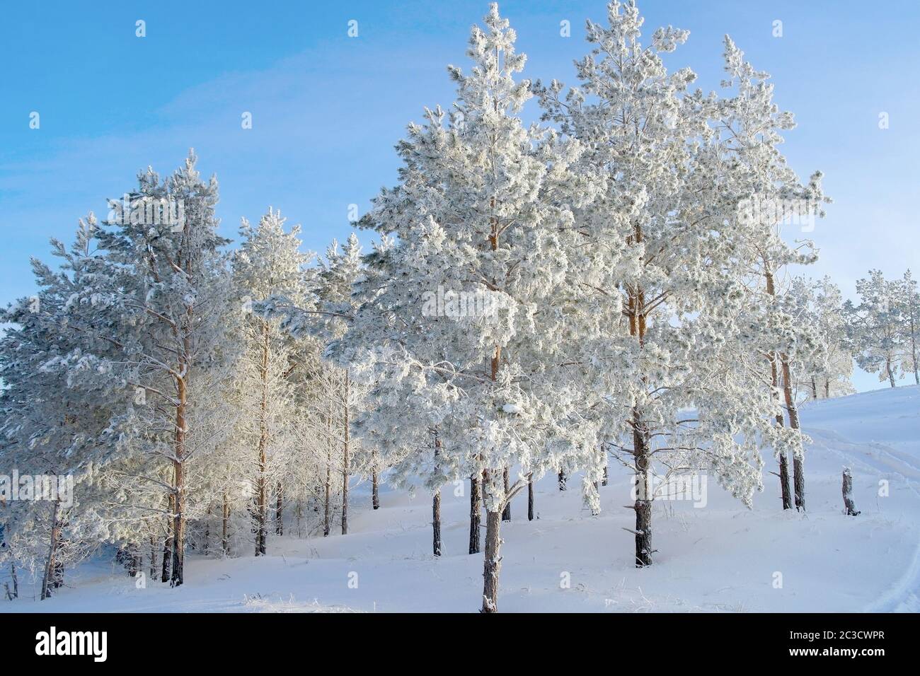 Pines snow hi-res stock photography and images - Alamy