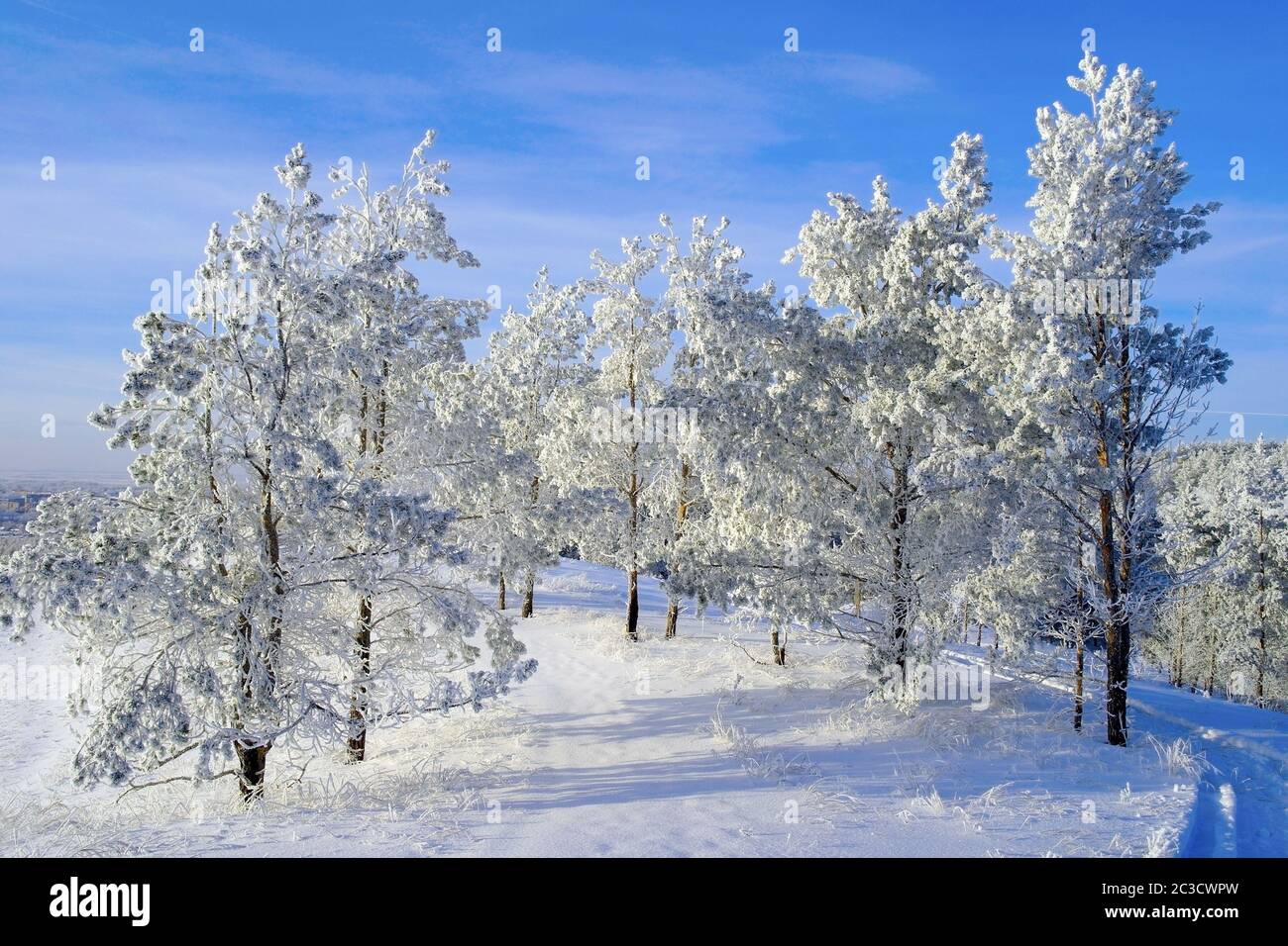 Evening winter landscape with pines Stock Photo - Alamy