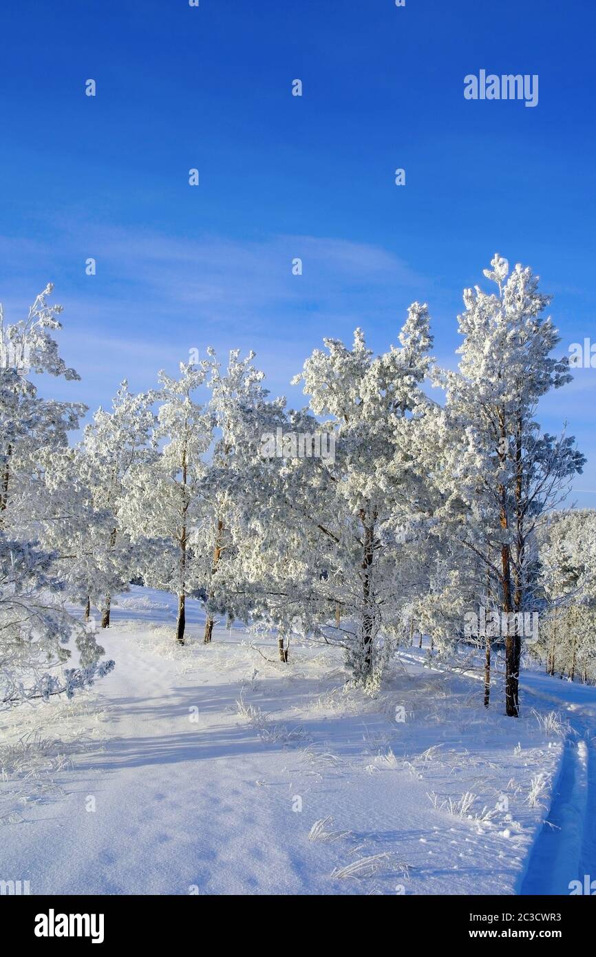 Evening winter landscape with pines Stock Photo - Alamy