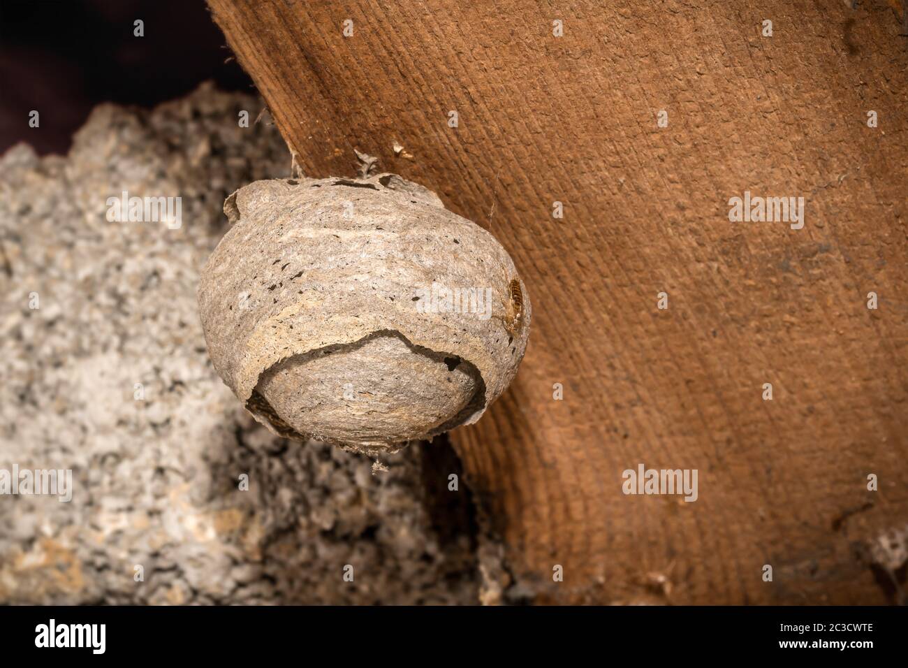 Wasp nest round hi-res stock photography and images - Alamy