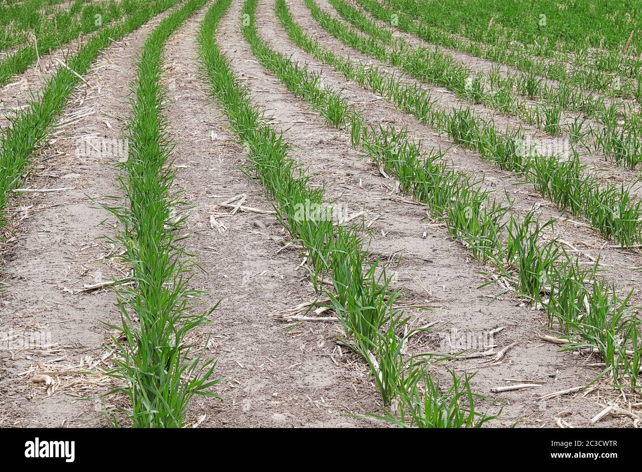 Wheat crop rows drought hi-res stock photography and images - Alamy