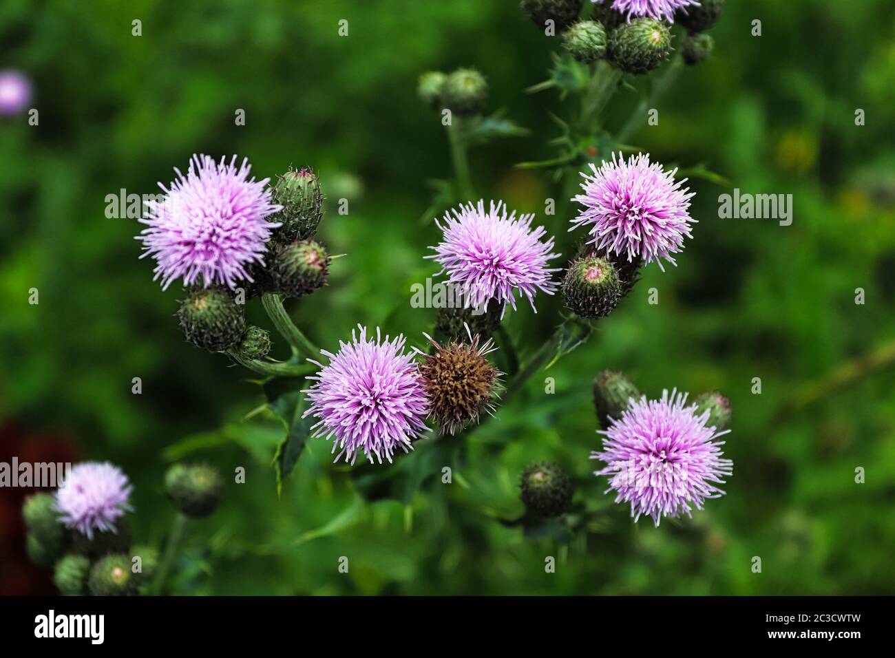 Top view of thistle flower heads in multiple stages Stock Photo - Alamy