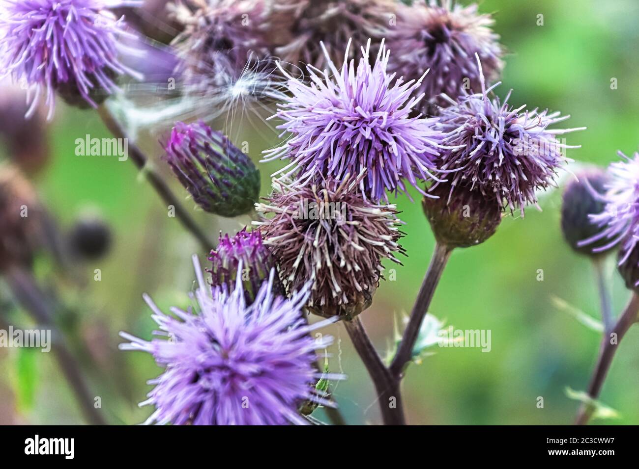 Multiple flower clusters hi-res stock photography and images - Alamy