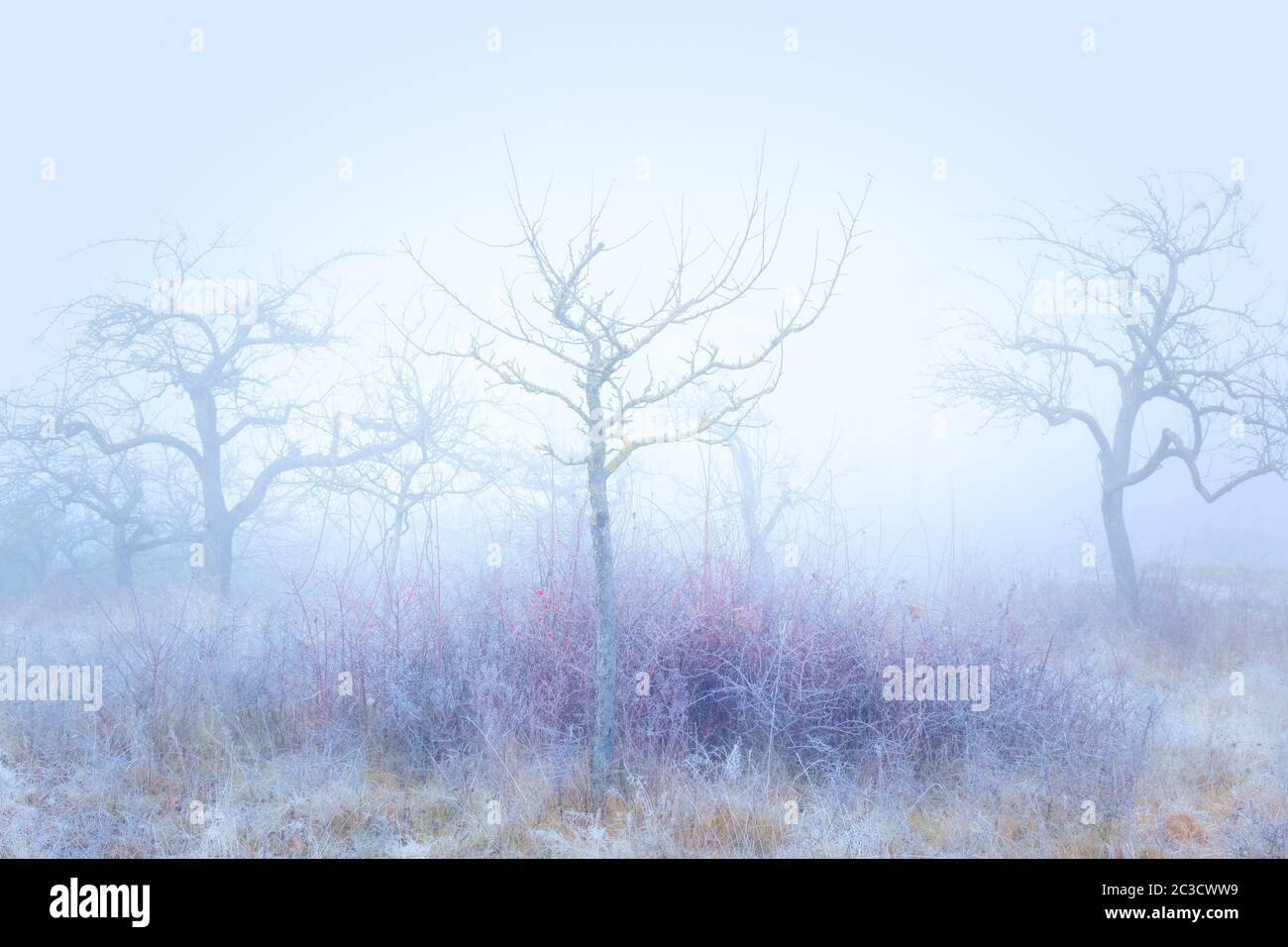 Apple orchard morning mist hi-res stock photography and images - Alamy