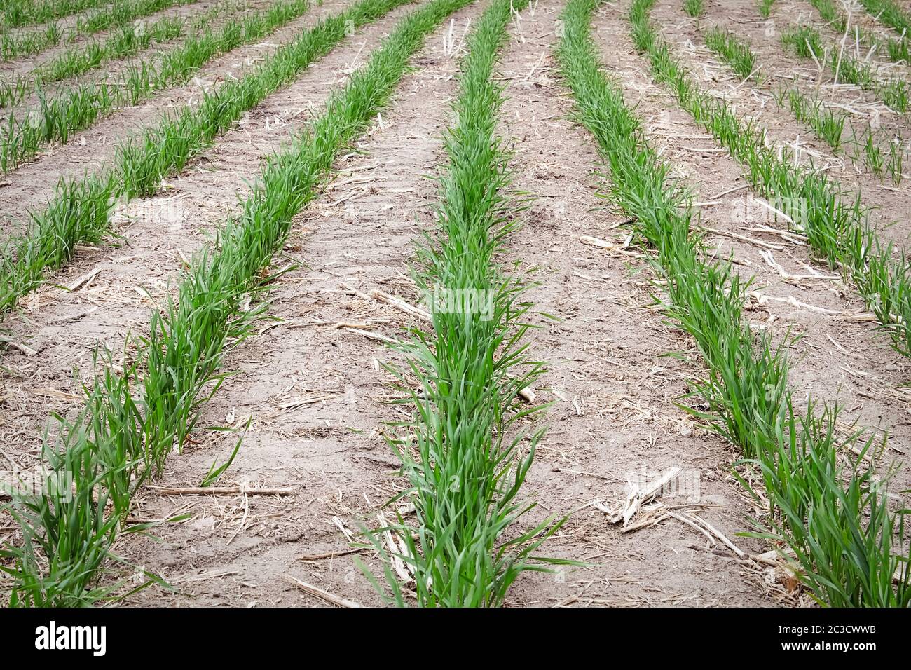 Wheat crop rows drought hi-res stock photography and images - Alamy