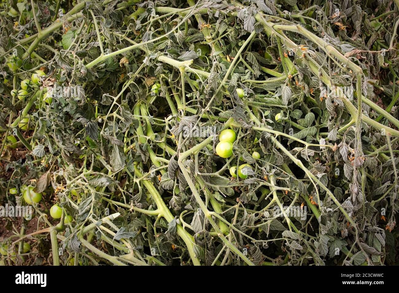 A mass of tomato plants damaged by frost Stock Photo - Alamy
