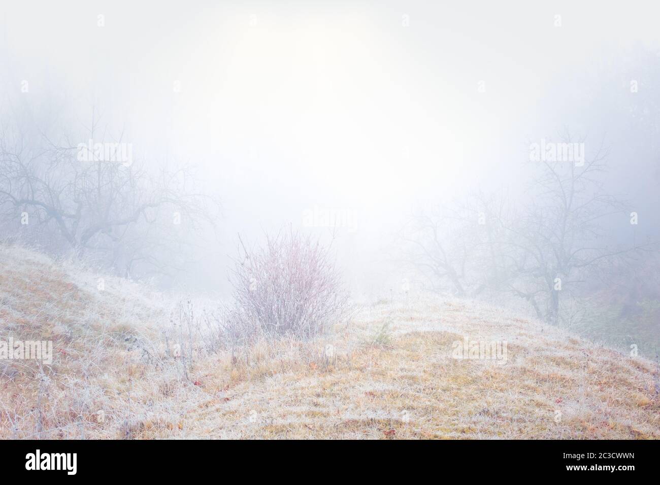 Apple orchard morning mist hi-res stock photography and images - Alamy