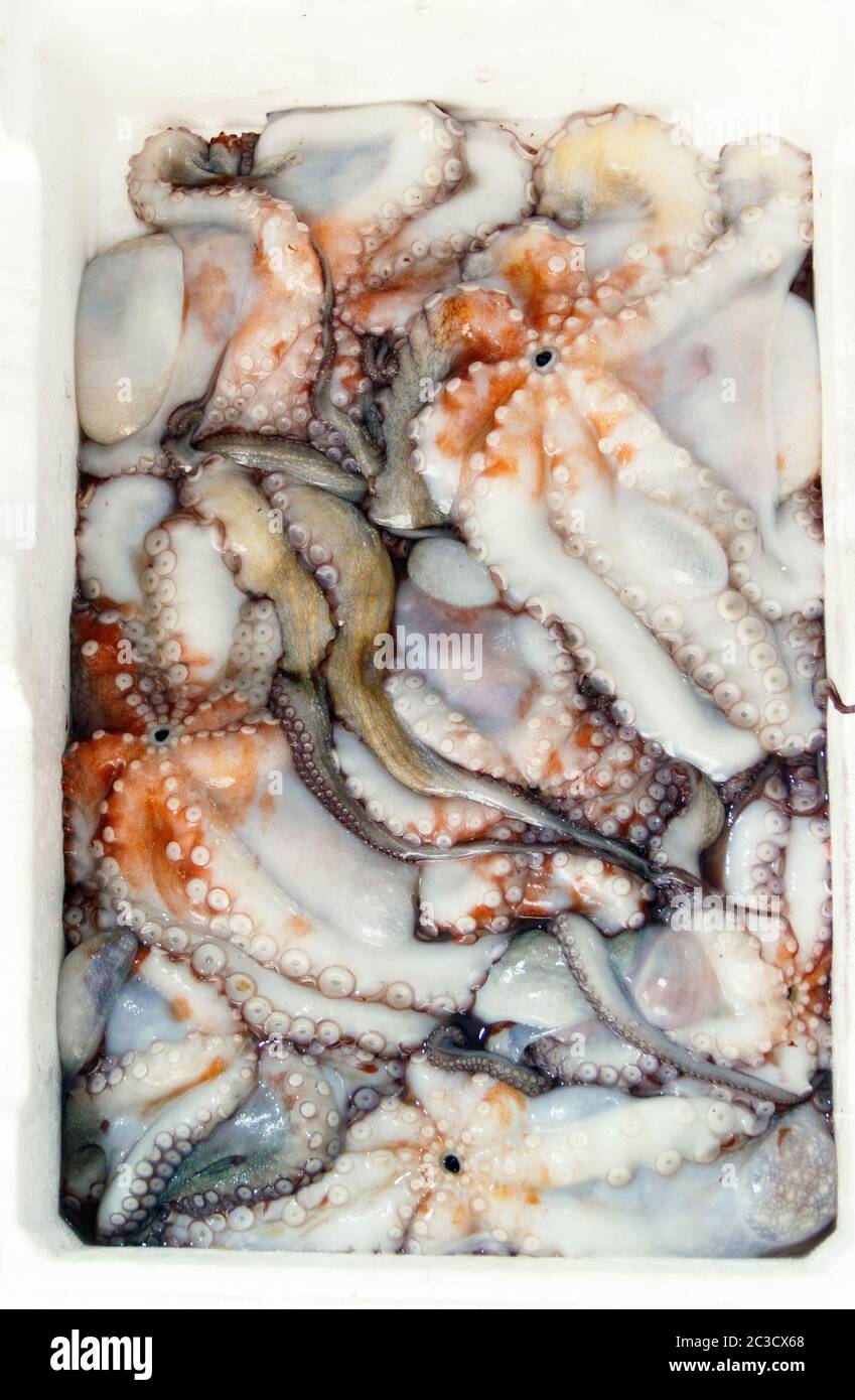 Fresh octopuses in a box at fish market close up Stock Photo - Alamy