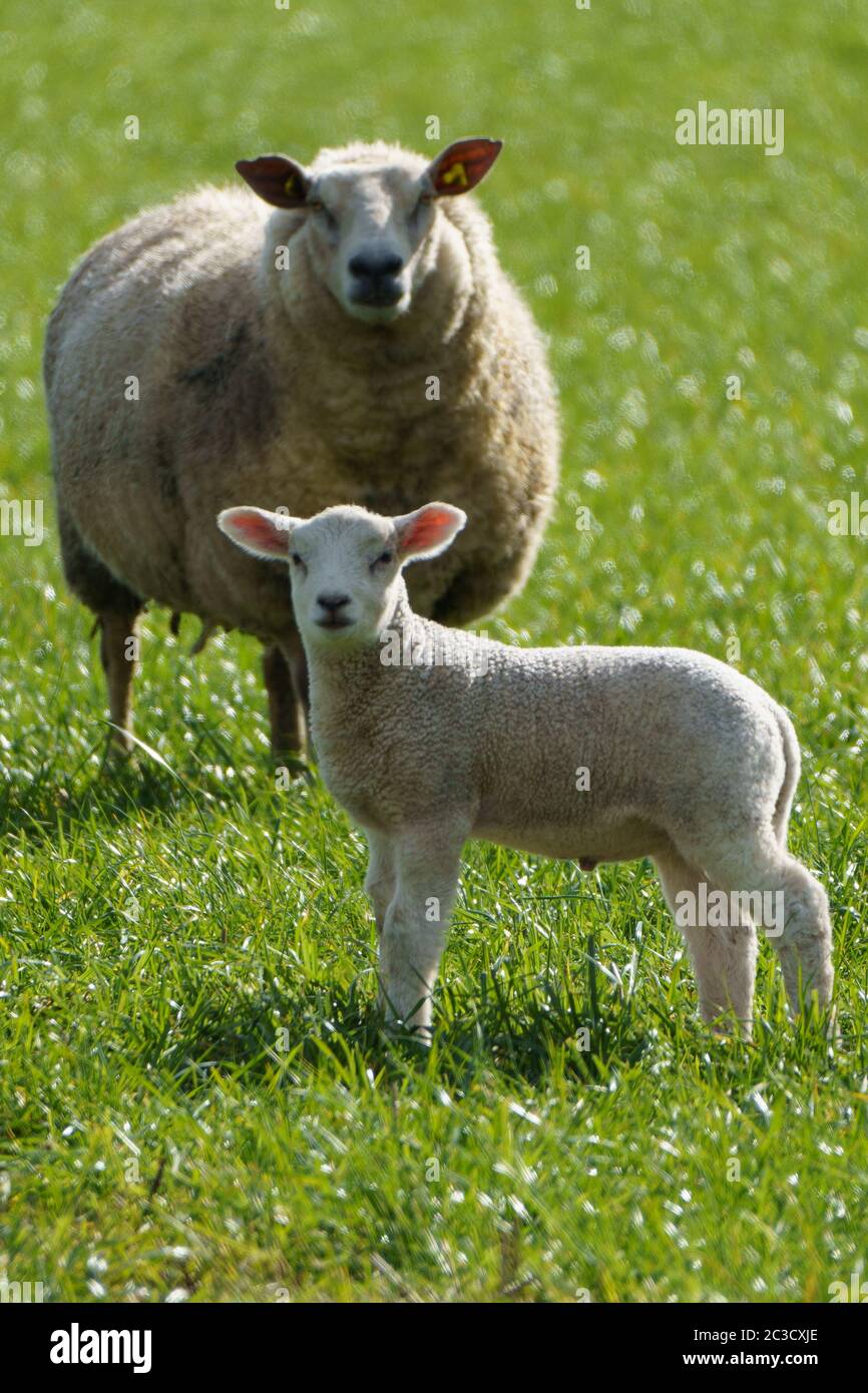 sheep in germany Stock Photo - Alamy