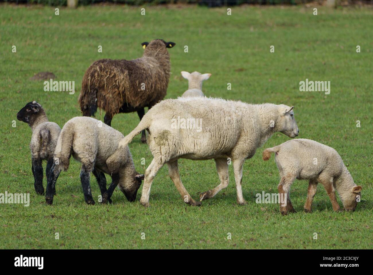 Many sheep hi-res stock photography and images - Alamy