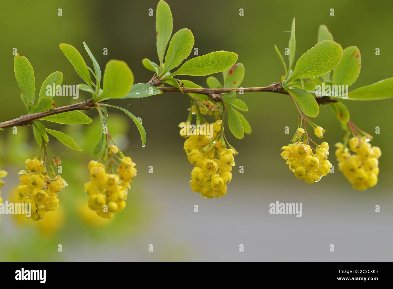 Berberis vulgaris shrub spring hi-res stock photography and images - Alamy
