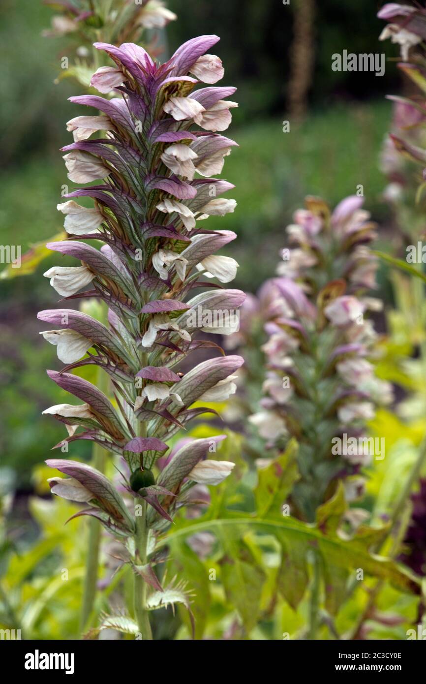 Acanthus hungaricus (Syn. Acanthus balcanicus, Acanthus longifolius) im ...