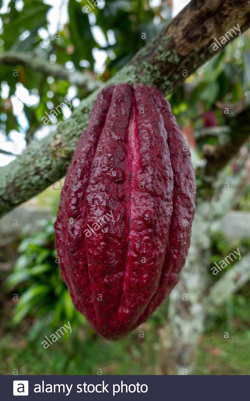 Cocoa Tree Leaves High Resolution Stock Photography and Images - Alamy