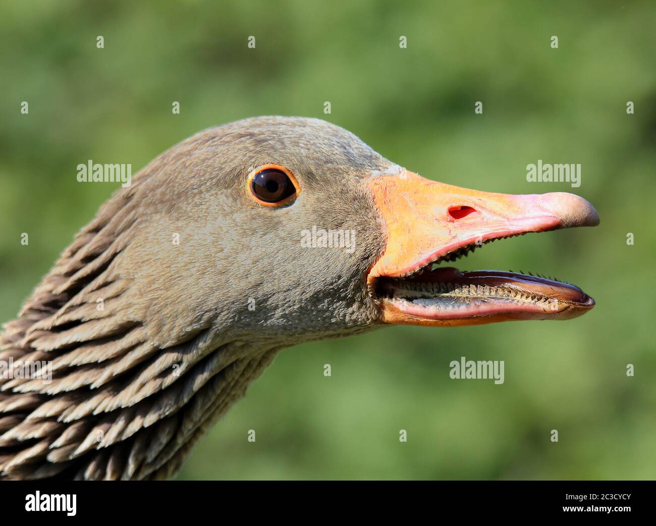 Head study Graugans Anser anser Stock Photo - Alamy