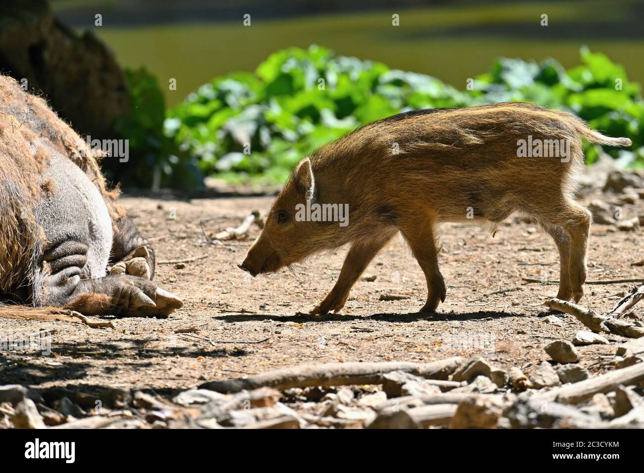 Beautiful little pigs wild in nature. Wild boar. Animal in the forest ...