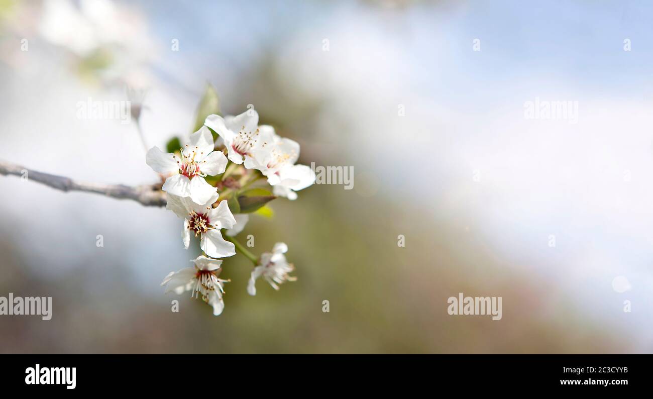 Single cherry blossom on a cherry tree Stock Photo - Alamy