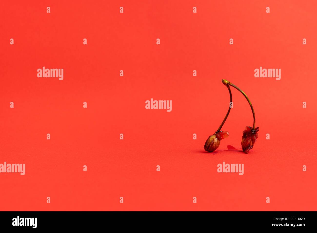 Two cherry pits on the right on a deep red background. Bitten cherries ...