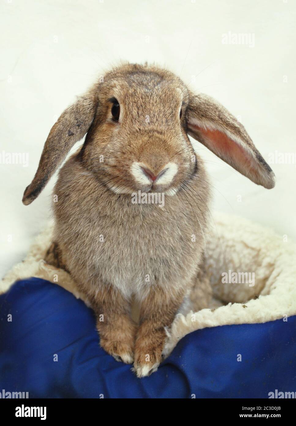 Hare Rabbit Studio High Resolution Stock Photography and Images - Alamy