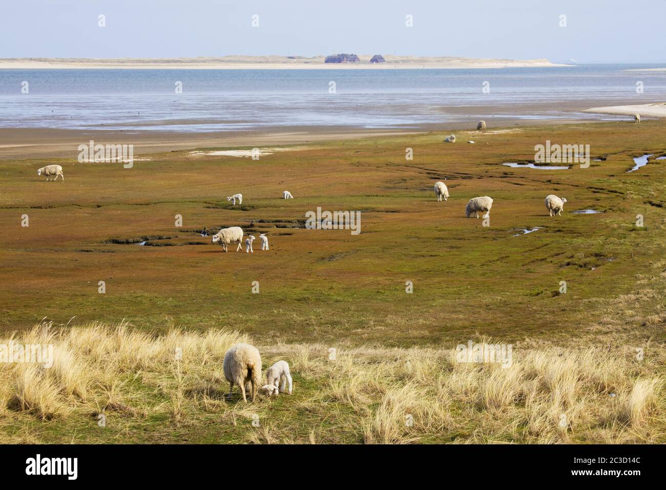 Salt marsh lamb hi-res stock photography and images - Alamy