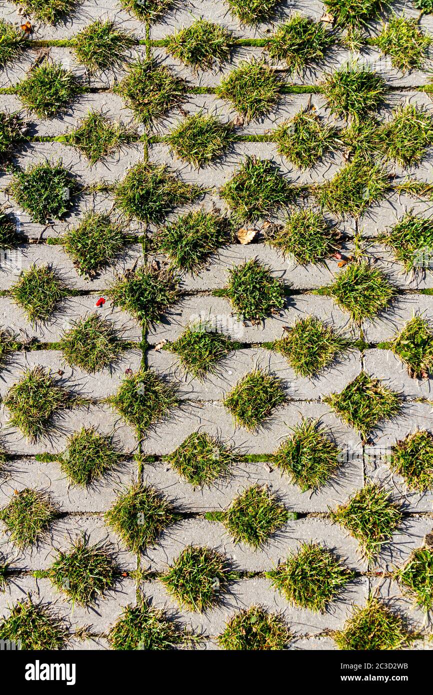Green grass between the sidewalk square tiles. Grass and cement ...
