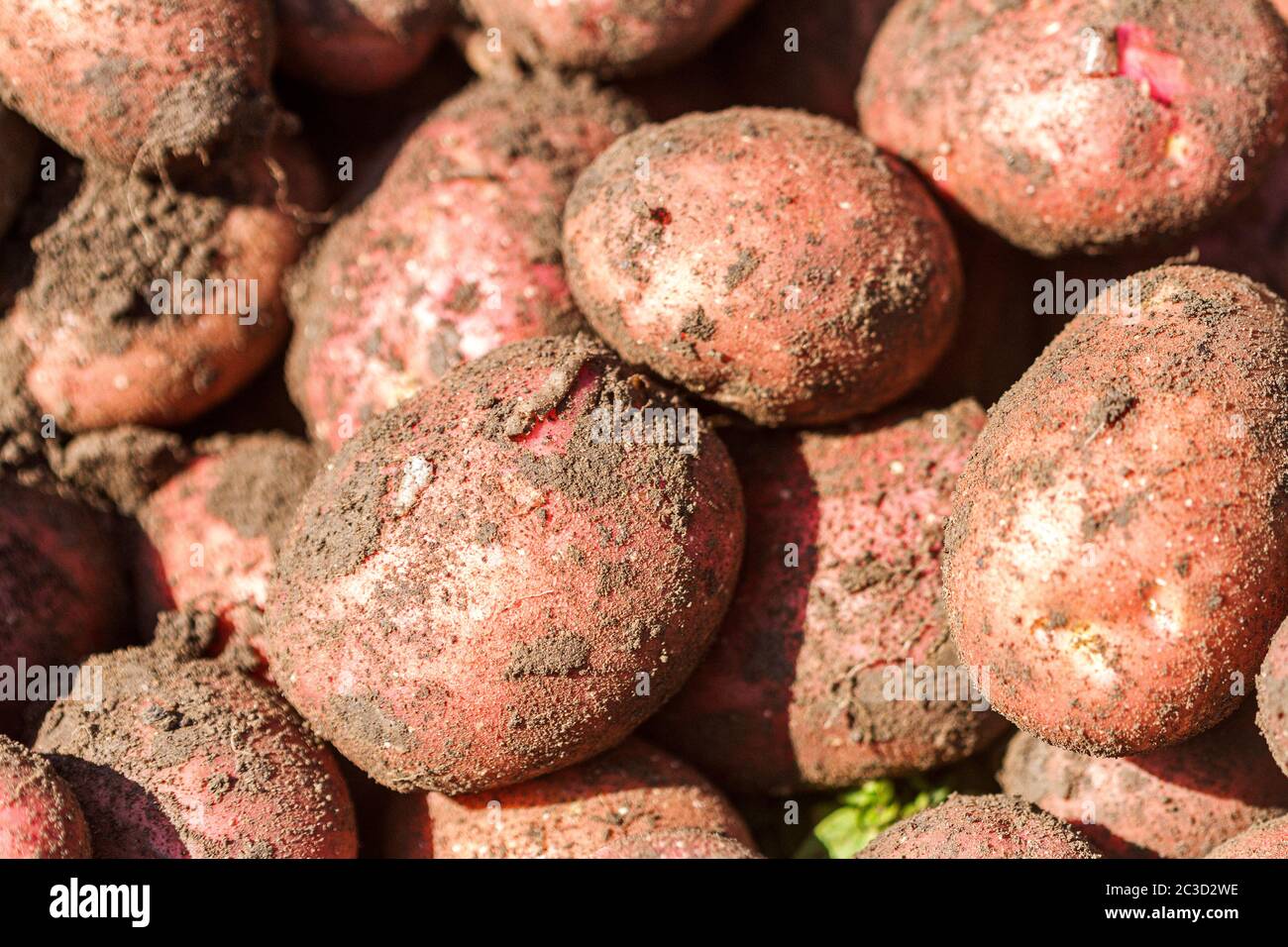 Freshly dug soil hi-res stock photography and images - Alamy