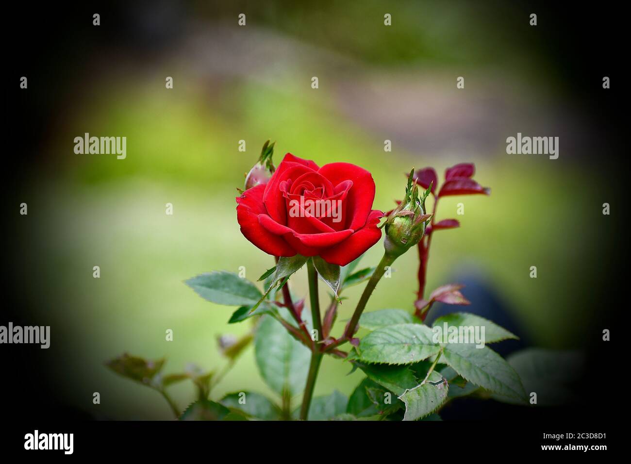 flower the red rose Stock Photo - Alamy
