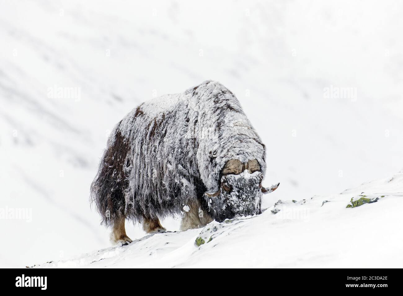 Foraging muskox bull (Ovibos moschatus) eating lichens on snow covered ...