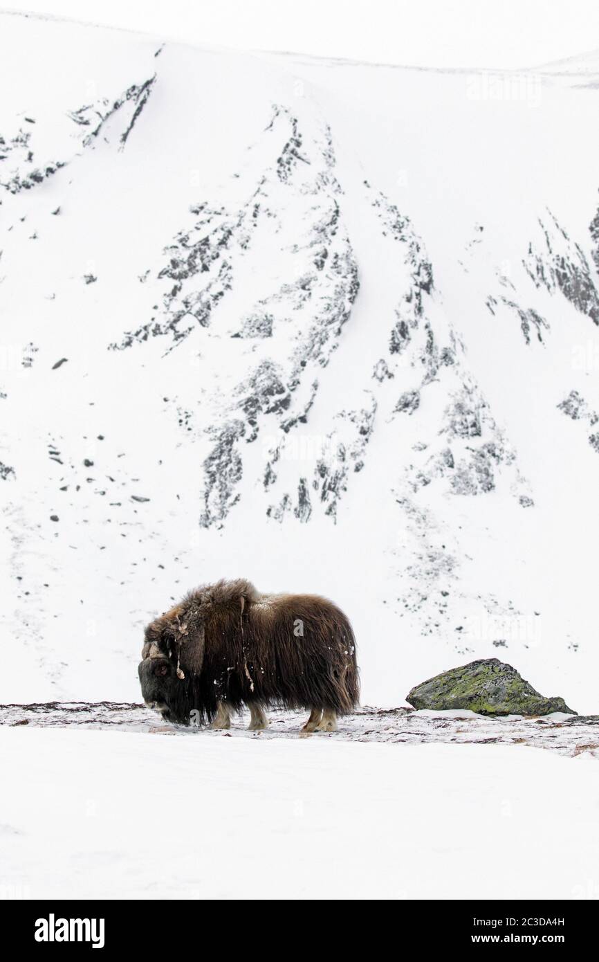 Musk ox in mountain tundra hi-res stock photography and images - Alamy