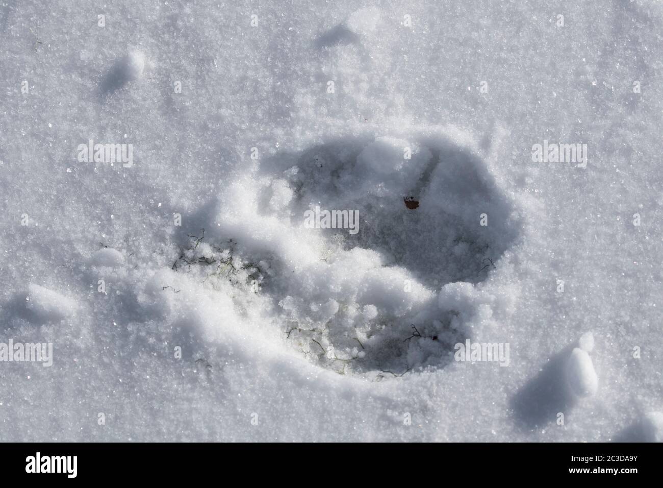 Musk ox snow hi-res stock photography and images - Alamy