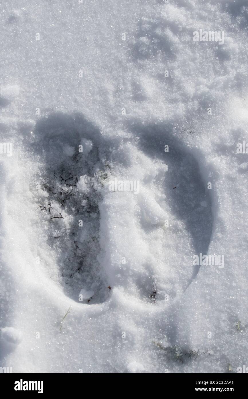 Animal footprint on snow hi-res stock photography and images - Alamy