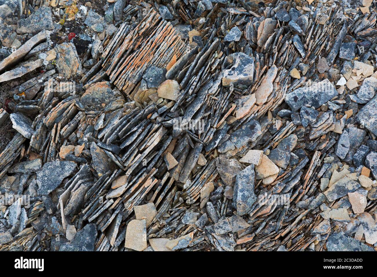 Close-up of shattered sedimentary rock, slate / shale fractured along ...
