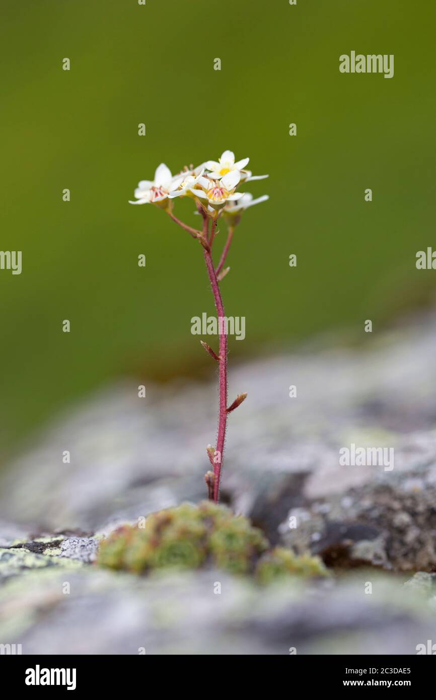 White mountain saxifrage / alpine saxifrage (Saxifraga paniculata ...