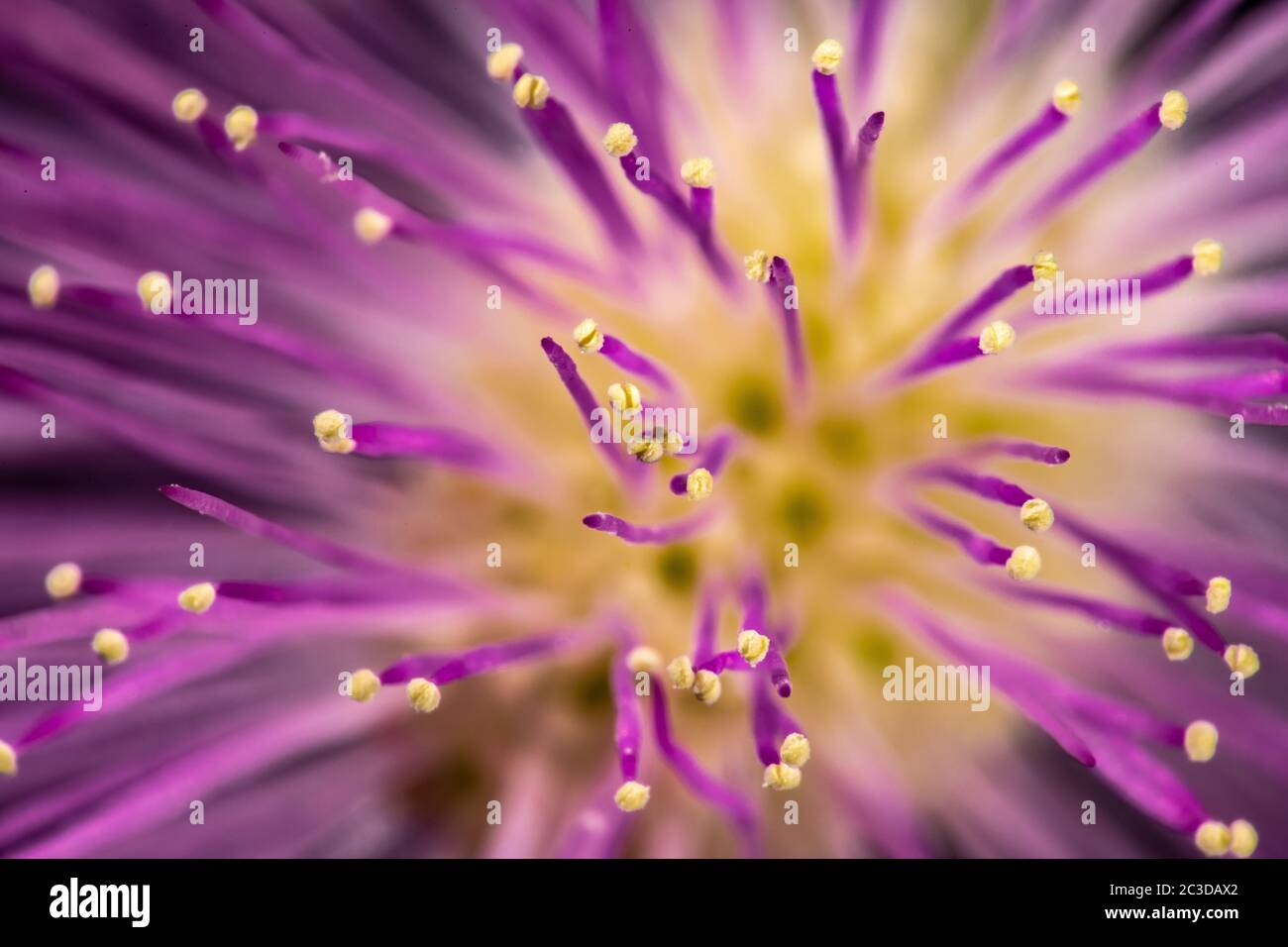 Beautiful touch mimosa pudica hi-res stock photography and images - Alamy