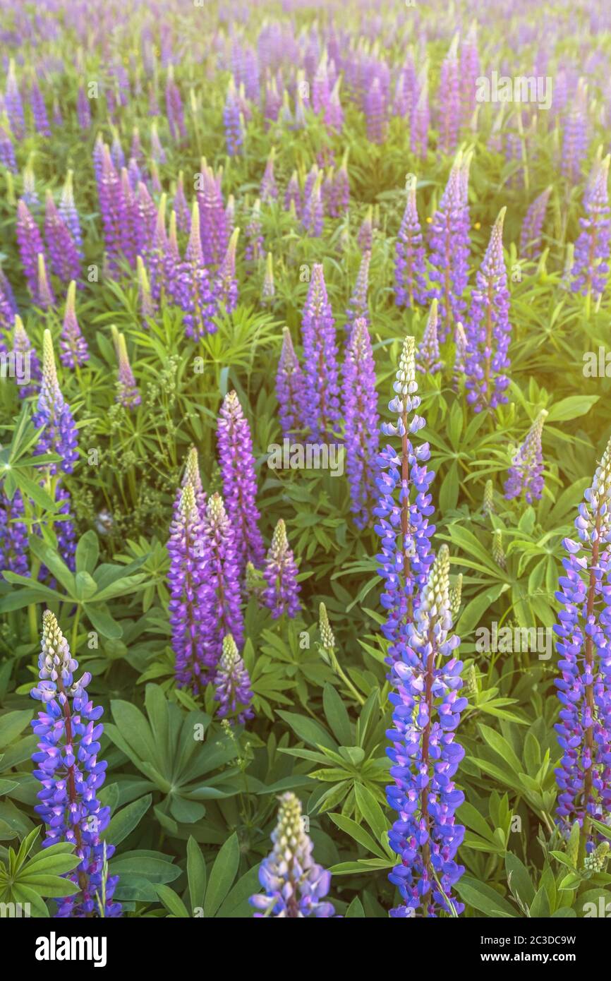Blue lupins hi-res stock photography and images - Alamy