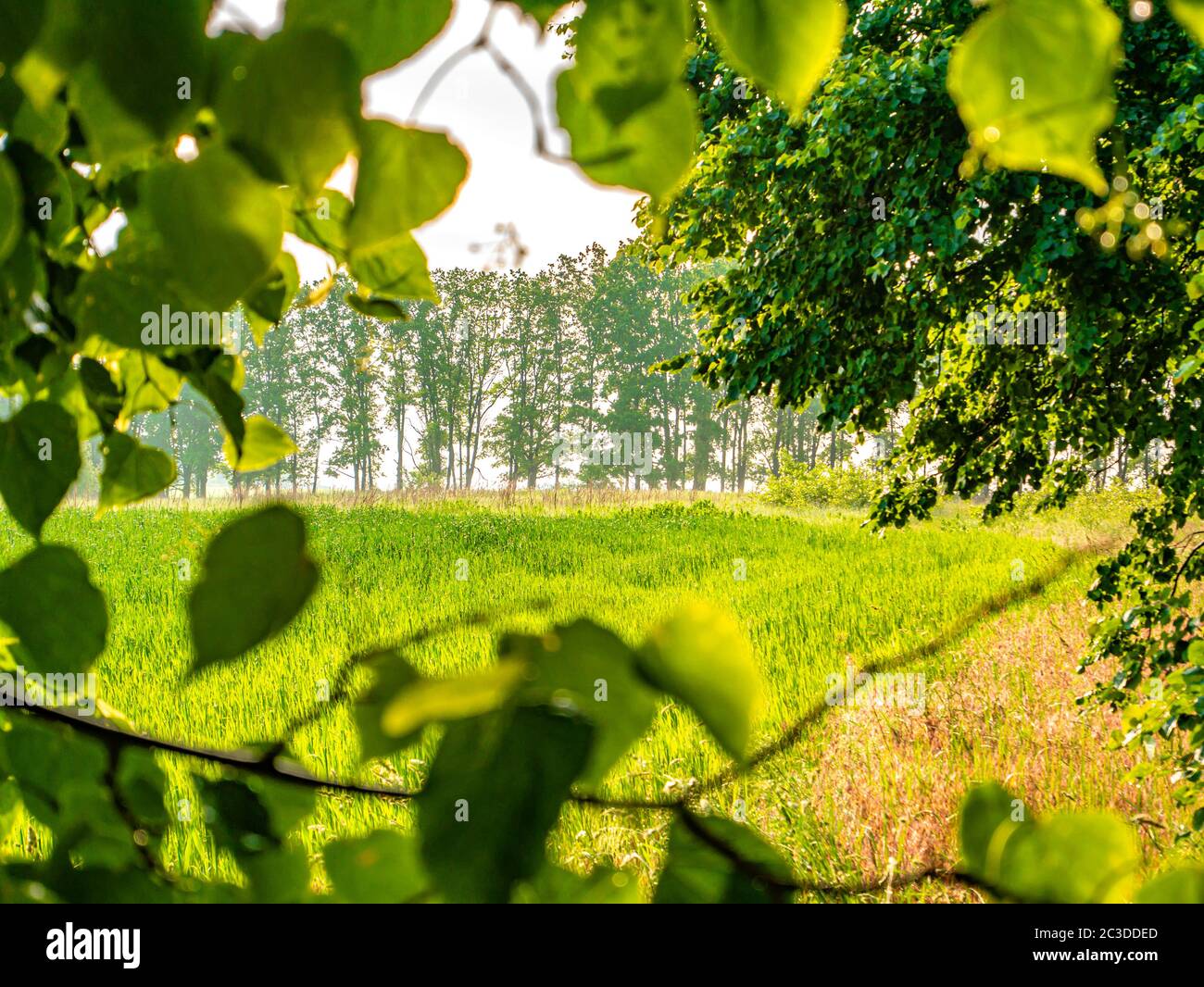 View through the branches of trees with green foliage Stock Photo - Alamy