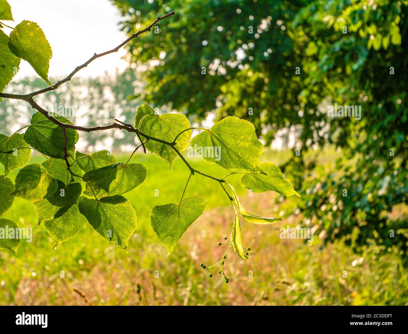 View through the branches of trees with green foliage Stock Photo - Alamy
