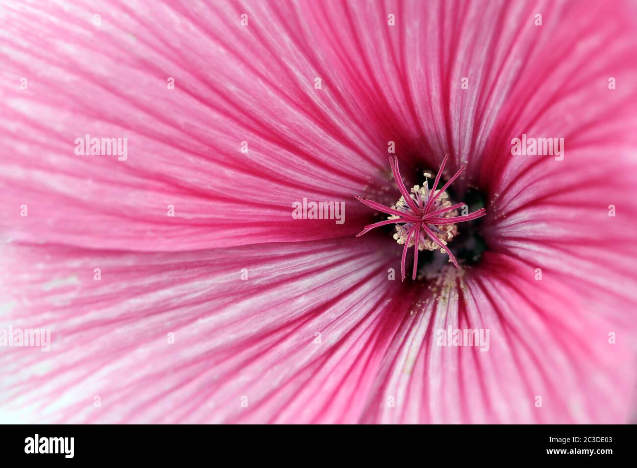 Royal mallow hi-res stock photography and images - Alamy