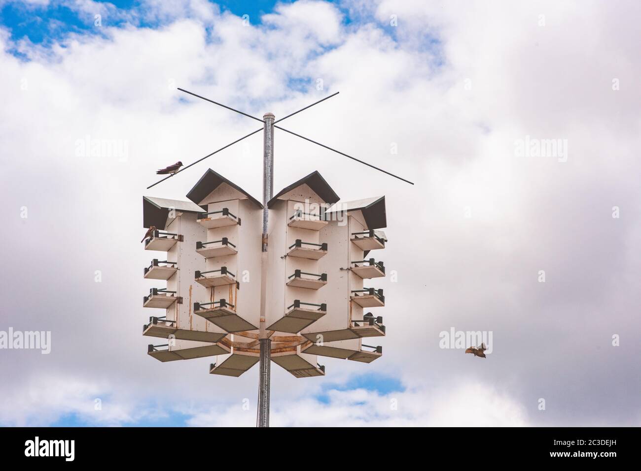 Purple martin birdhouse hi-res stock photography and images - Alamy