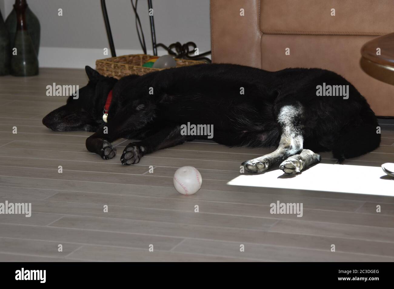 Black lab napping on tile floor after playing with ball Stock Photo - Alamy