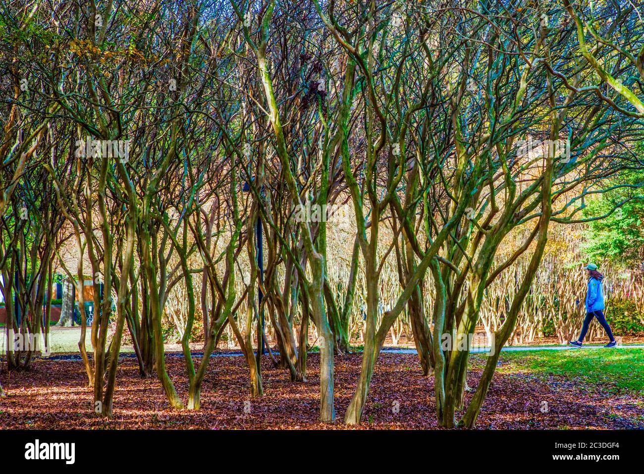Student walking among grove of trees at college Stock Photo - Alamy