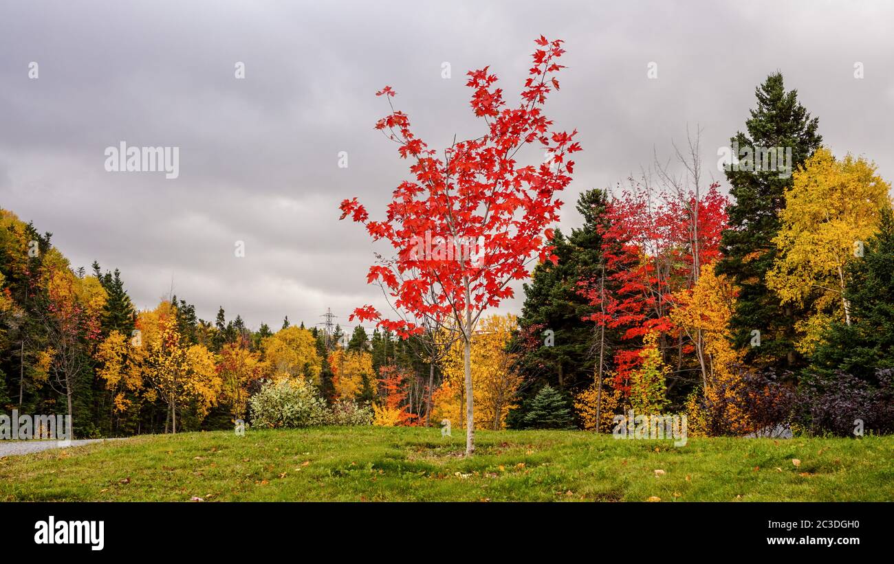 Moose corner hi-res stock photography and images - Alamy
