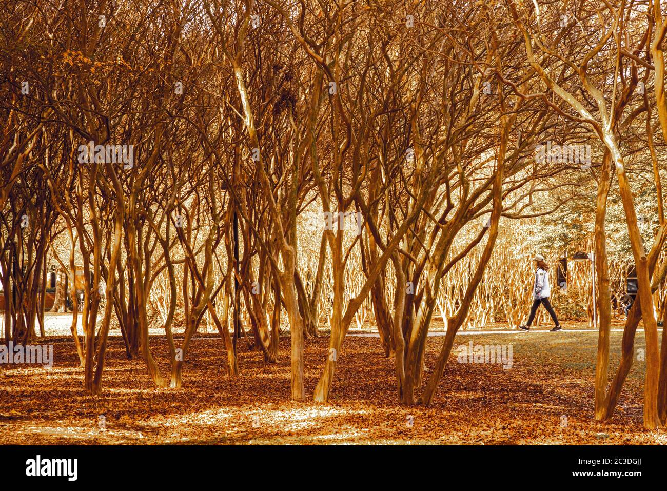 Student walking among grove of trees at college Stock Photo - Alamy