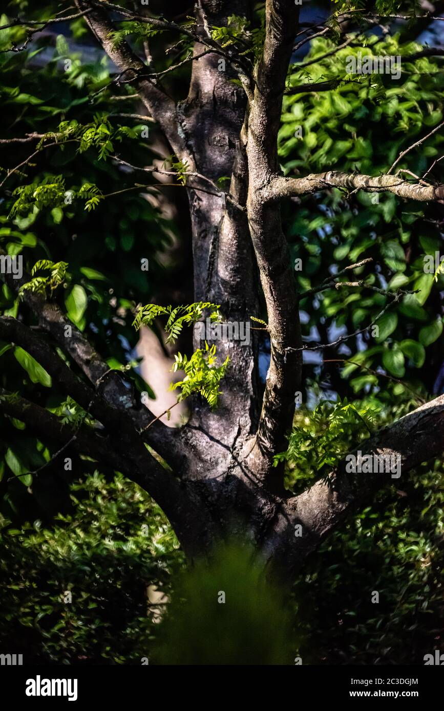 Idyllic stream walk Stock Photo - Alamy