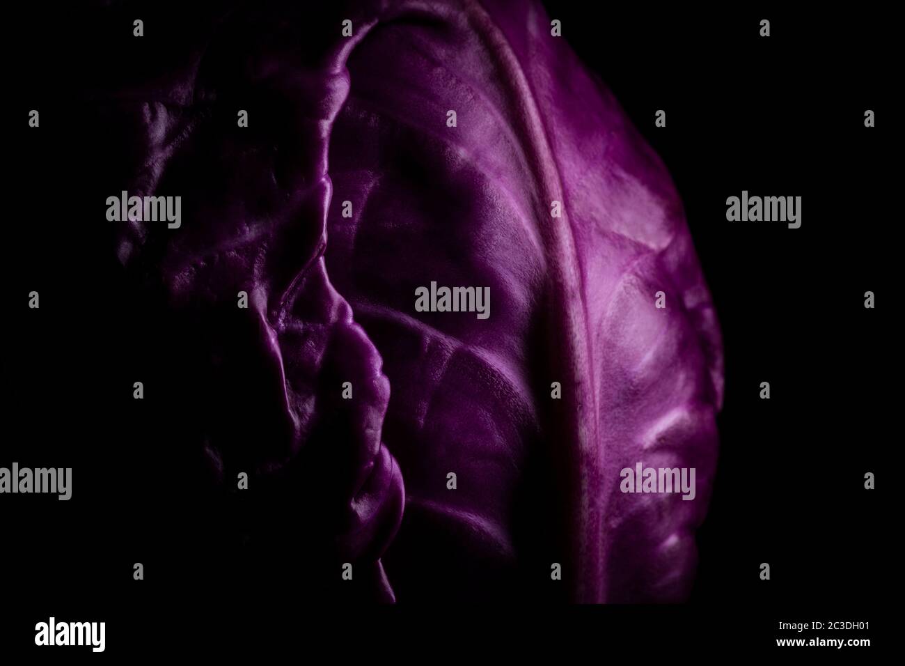 Purple cabbage lit on a black background Stock Photo - Alamy