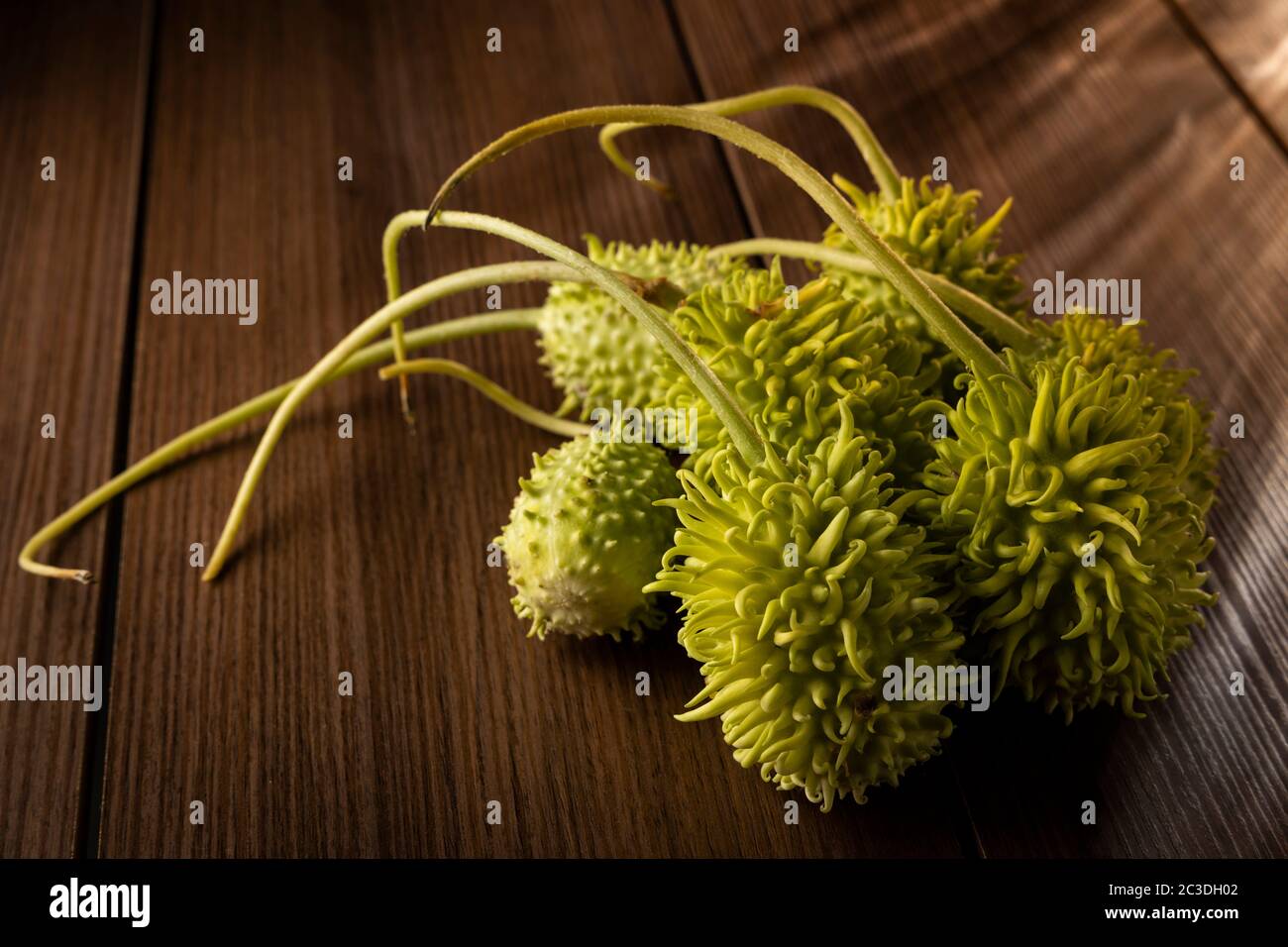 Maxixe hi-res stock photography and images - Alamy