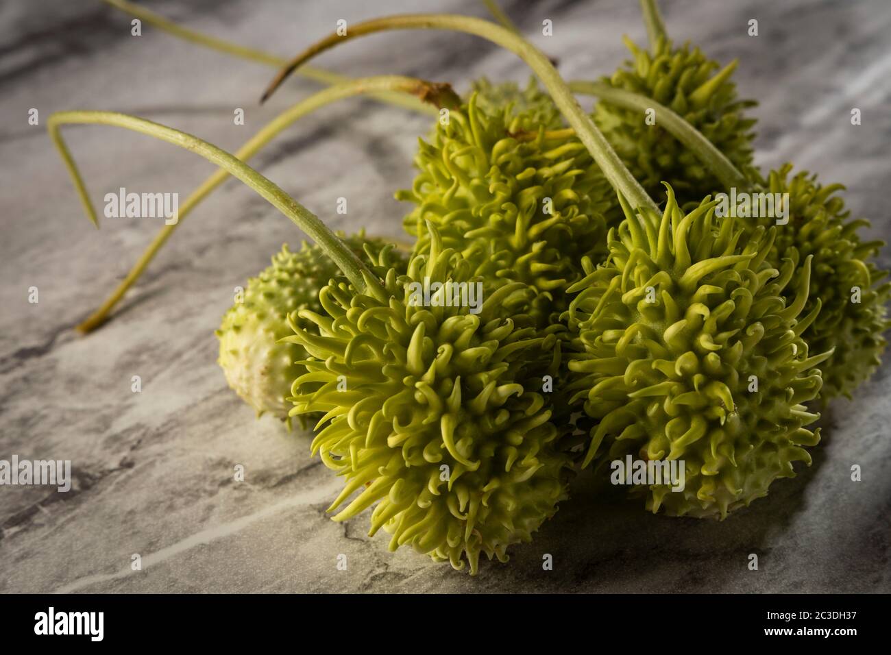 Maxixe hi-res stock photography and images - Alamy